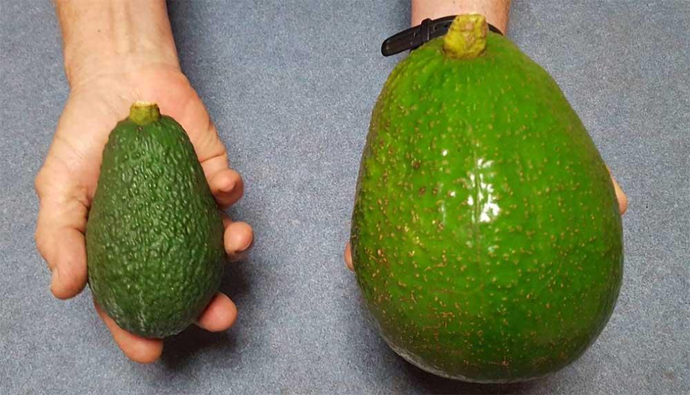 De Avozilla is 5 keer groter dan een normale avocado - JFK