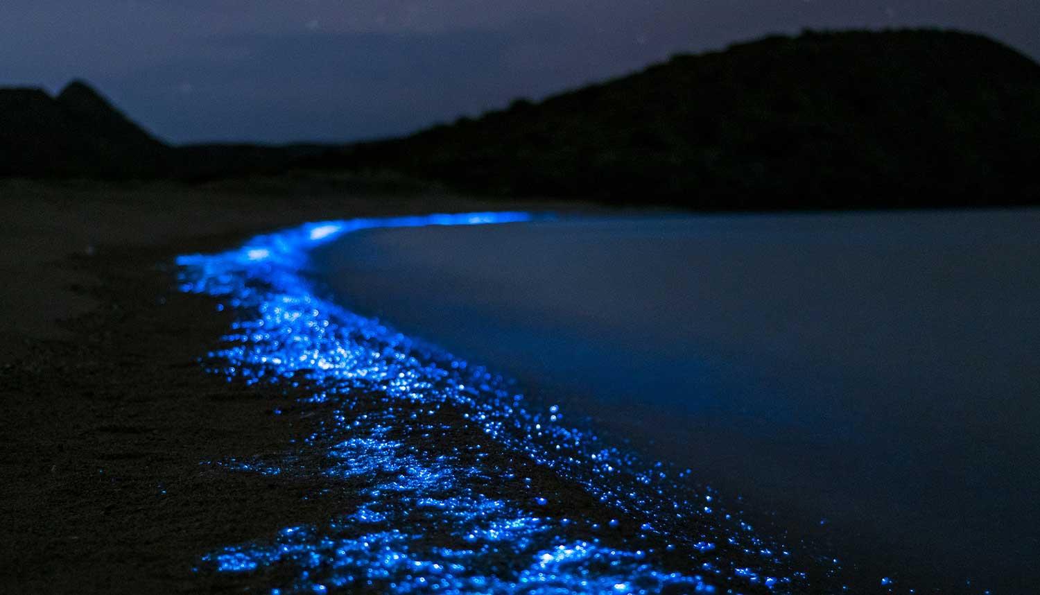 Zeevonk op Terschelling laat zich vroeg zien - JFK