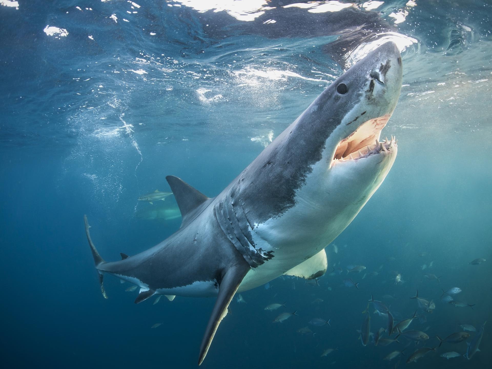 Hele week brute documentaires tijdens Shark Week op Discovery - JFK