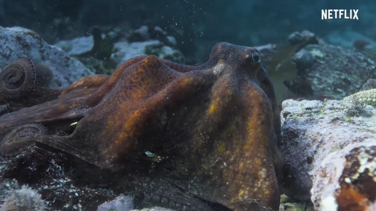 Bijzondere 'My Octopus Teacher' is de nieuwe Netflix hit - JFK