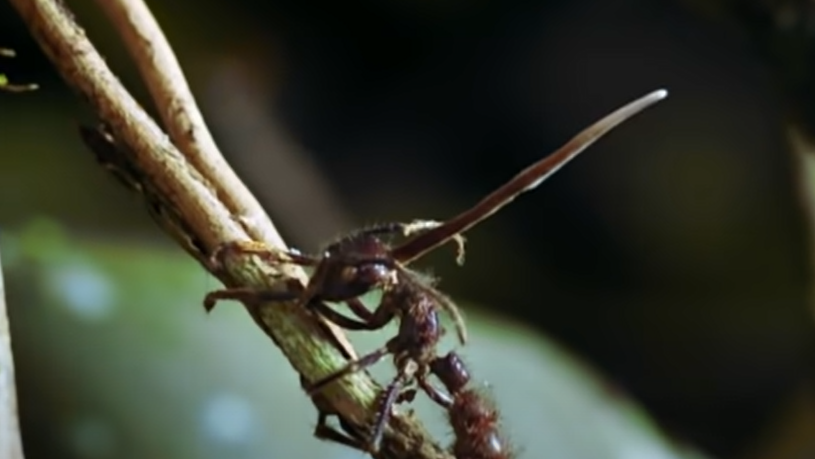 Echte Schimmelcellen Vaginale Schimmelinfectiekuur: Koop Nu Online