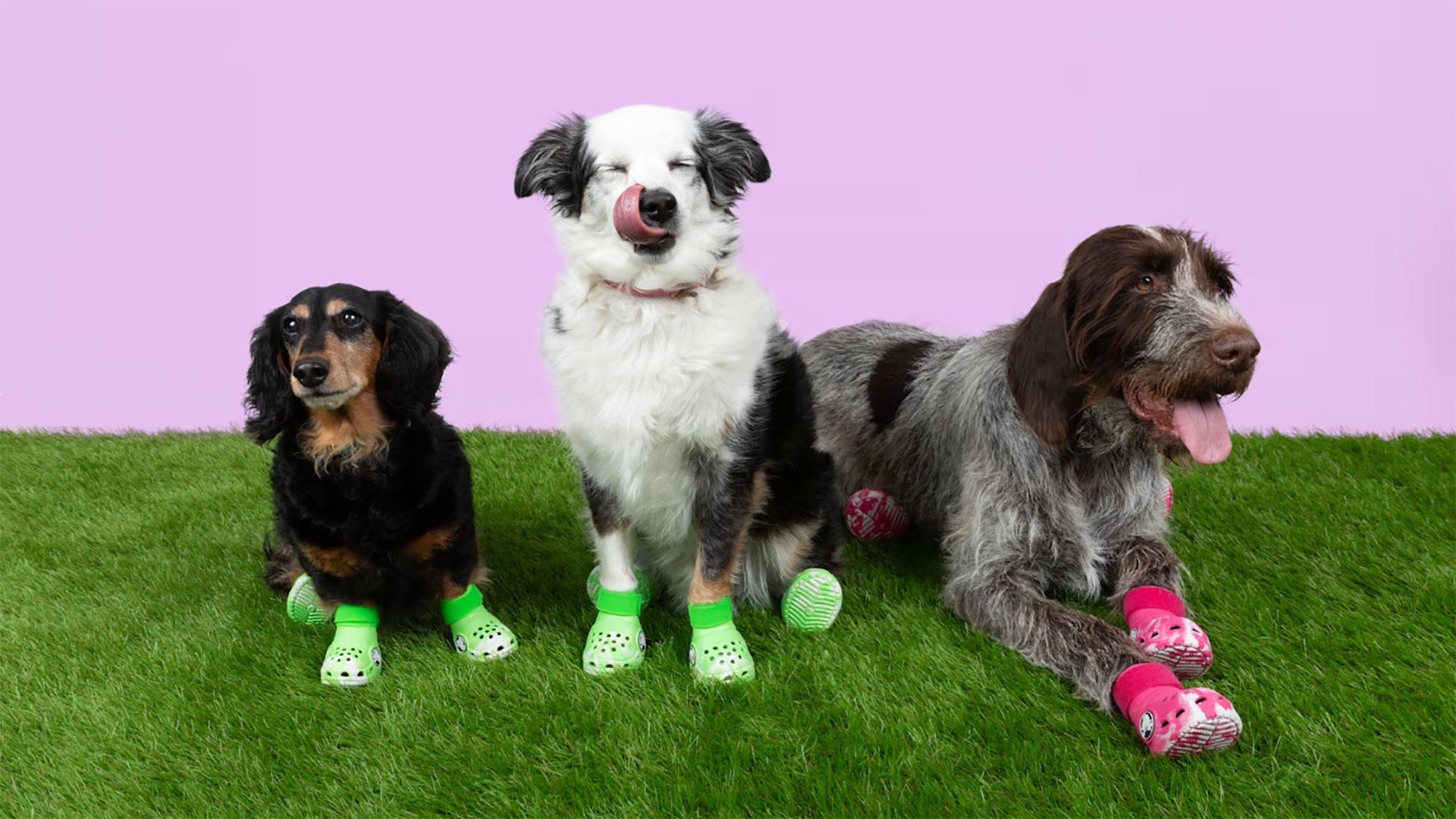 Pet Crocs: maak een stijlicoon van je hond (Crocs voor honden)