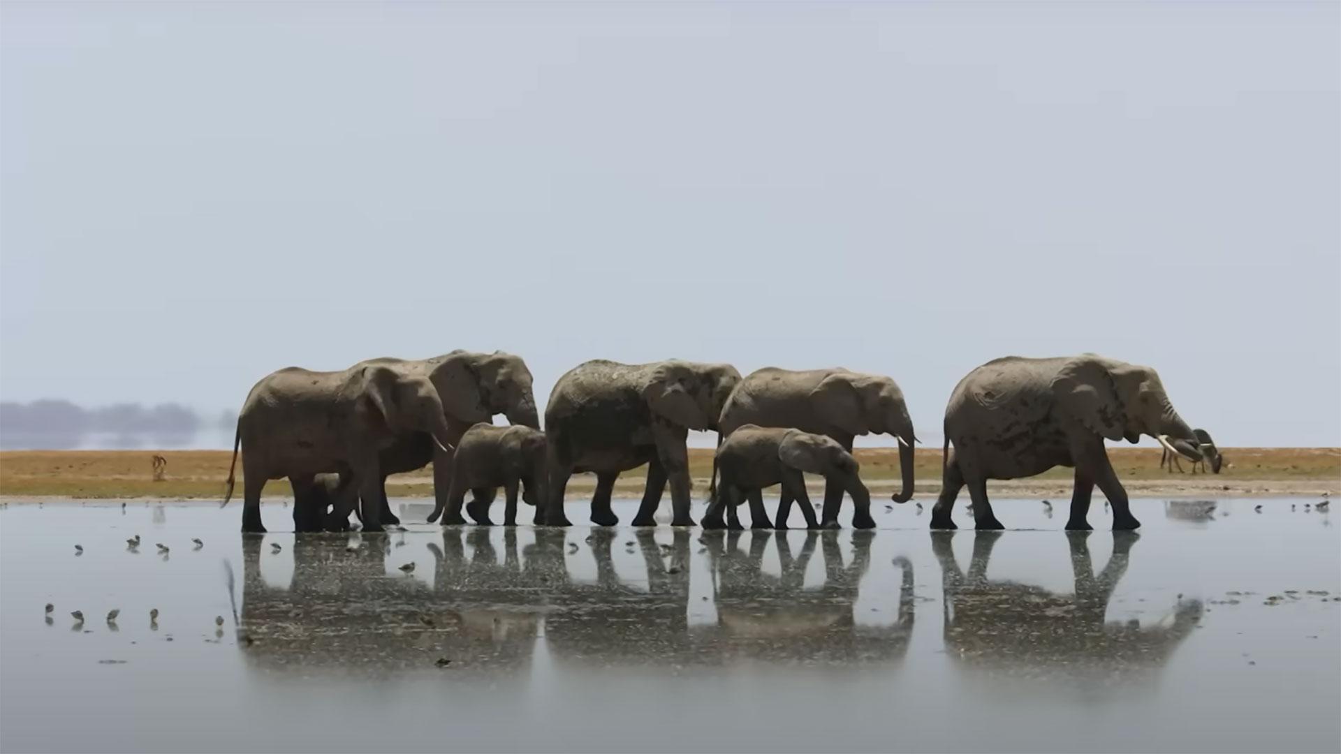 Planet Earth 3: David Attenborough heeft een speciale boodschap